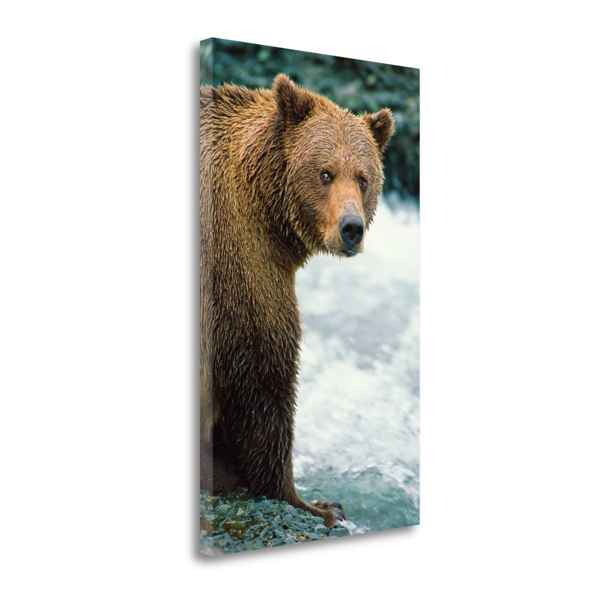 Tangletown Art, 30 x 18 "Melody " by Gary Crandall, Gallery Wrap Canvas ...