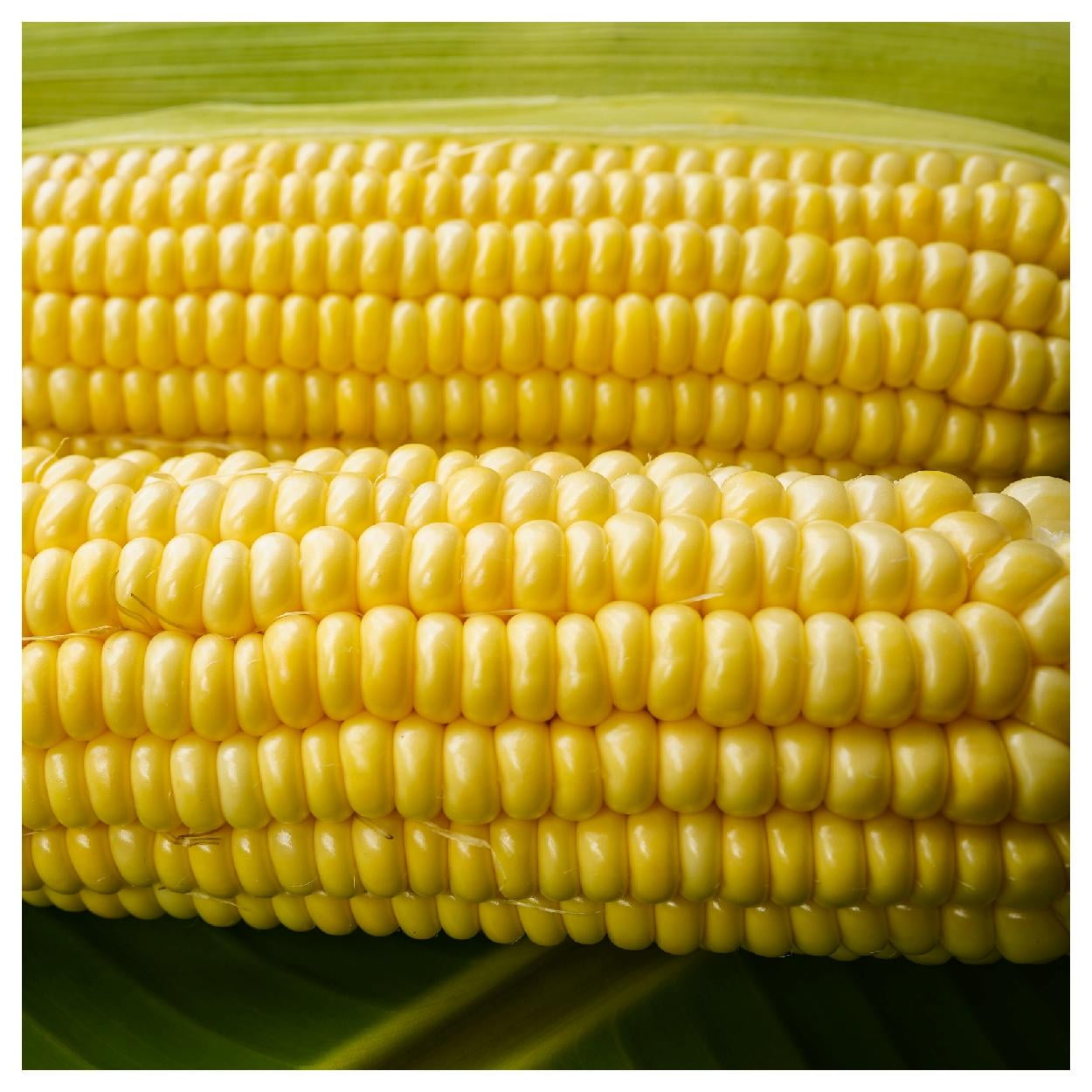 Everwilde Farms - 1 lb Honey Select F1 Hybrid Yellow Sweet Corn Seeds ...