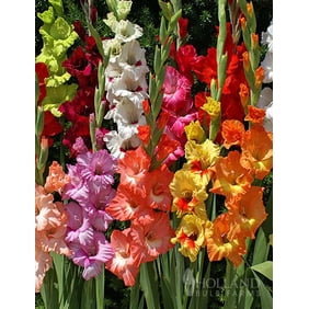 Burpee Fruit Smoothie Mixed Colors Zinnia Flower Seed, 1-Pack - Walmart.com