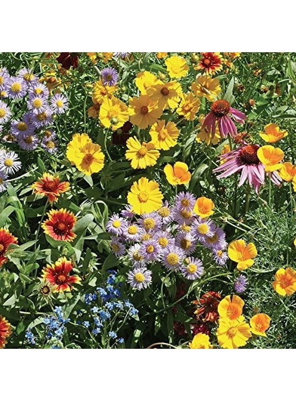 Wildflower Mix Flower Seeds in Seed Gardening - Walmart.com