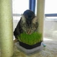 Organic Dog & Cat Wheatgrass Growing Kit for Pet - Dogs Cats & Pets ...