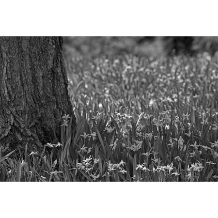 Spring flowers; Waterloo, Quebec, Canada Poster Print (38 x 24 ...