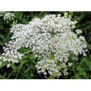 50 SPADELEAF Edible Coinwort Centella Asiatica Gotu Kola Herb Pink ...