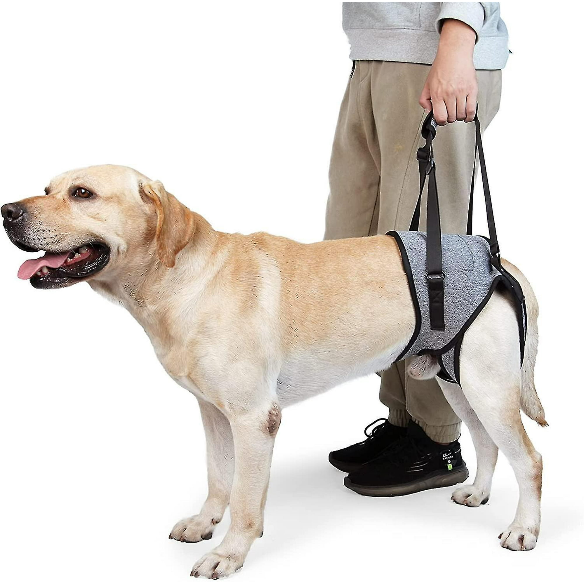 Click here for Csl Shop Dog Order  For Large Dog Hind Leg Brace... prices