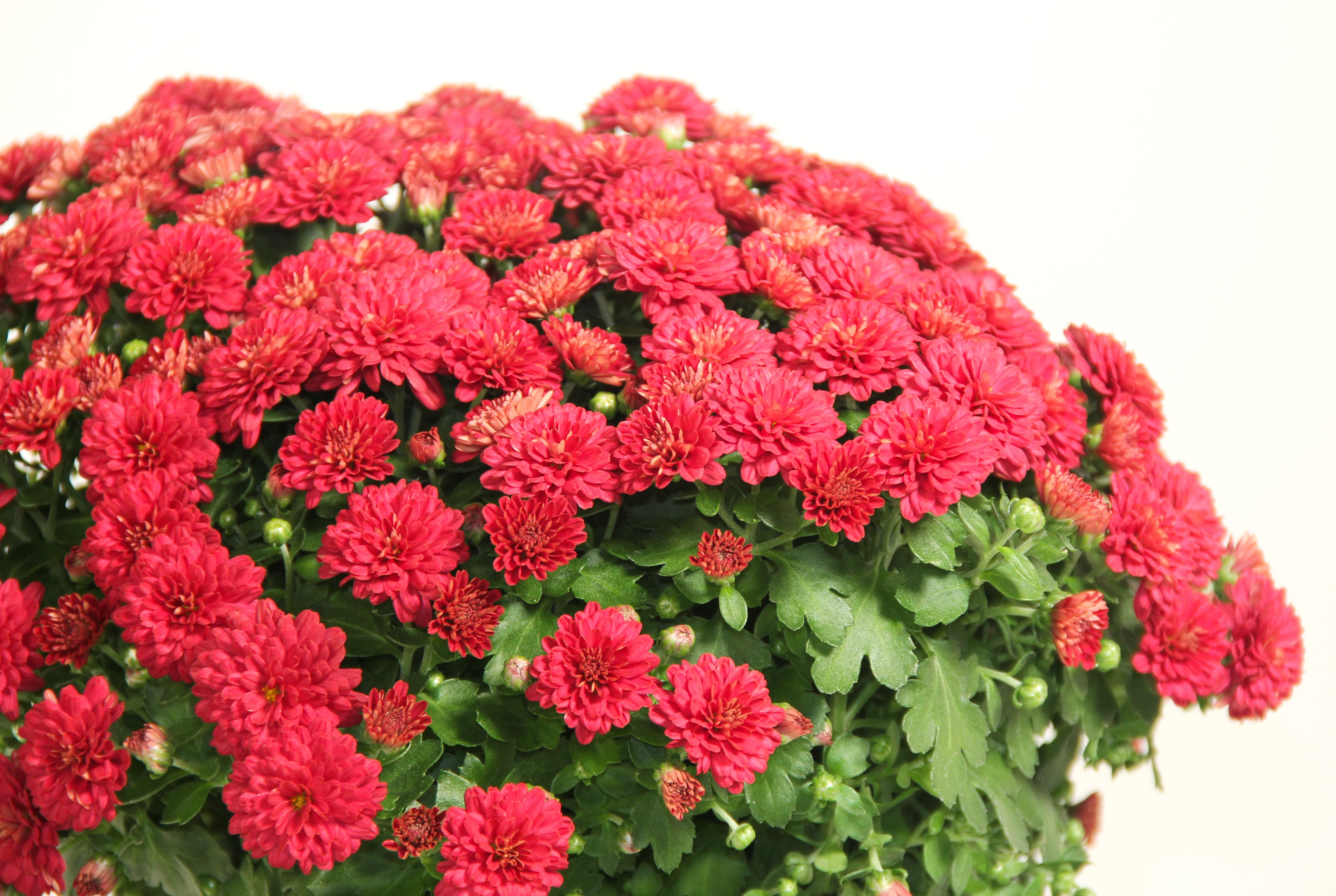 EG 3QT Red Garden Mum Full Sun Live Plants (2 Pack) with Grower Pots