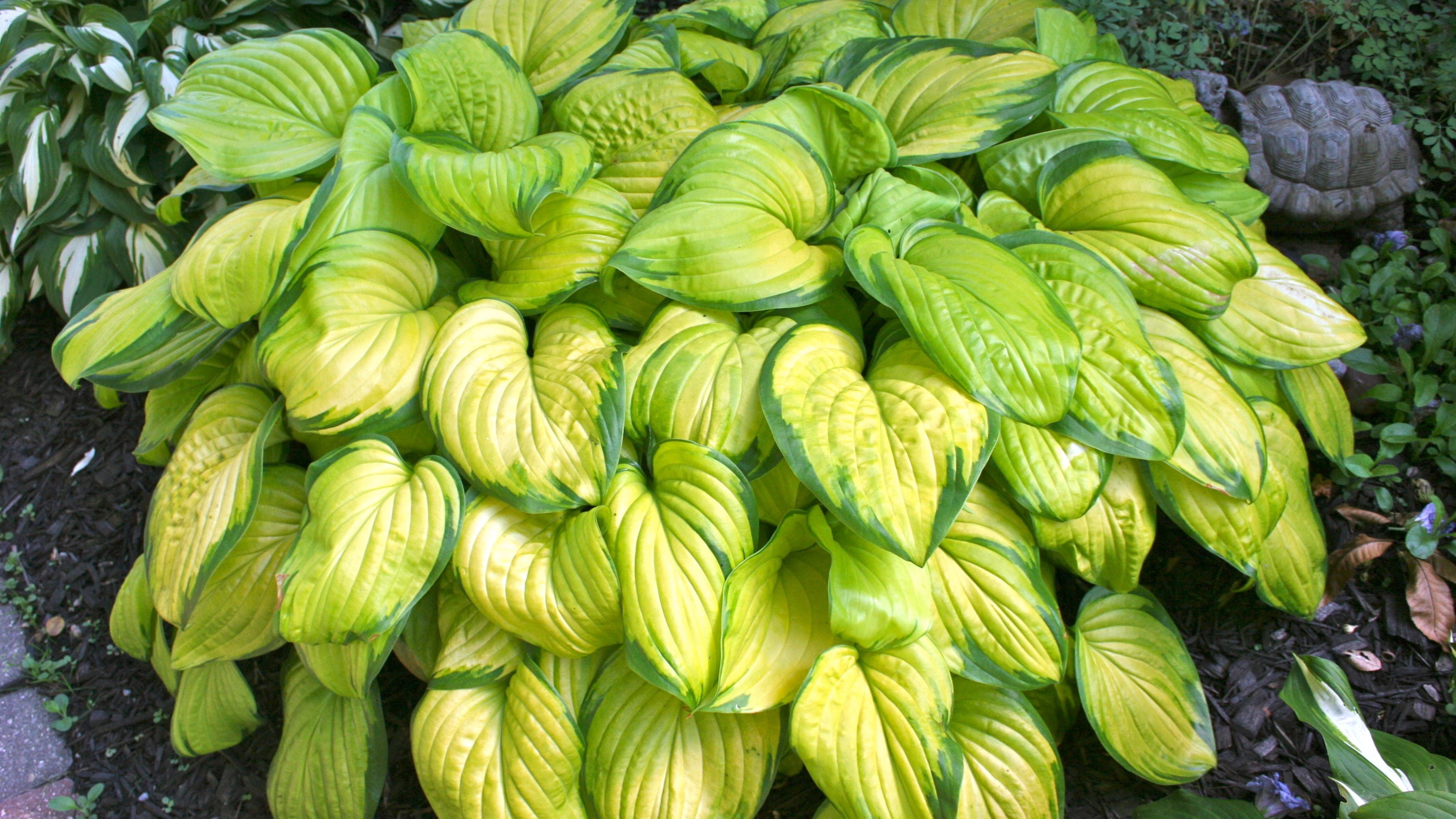 Hosta 'Stained Glass'- Plantain Lily- Live Starter Plant - Walmart.com