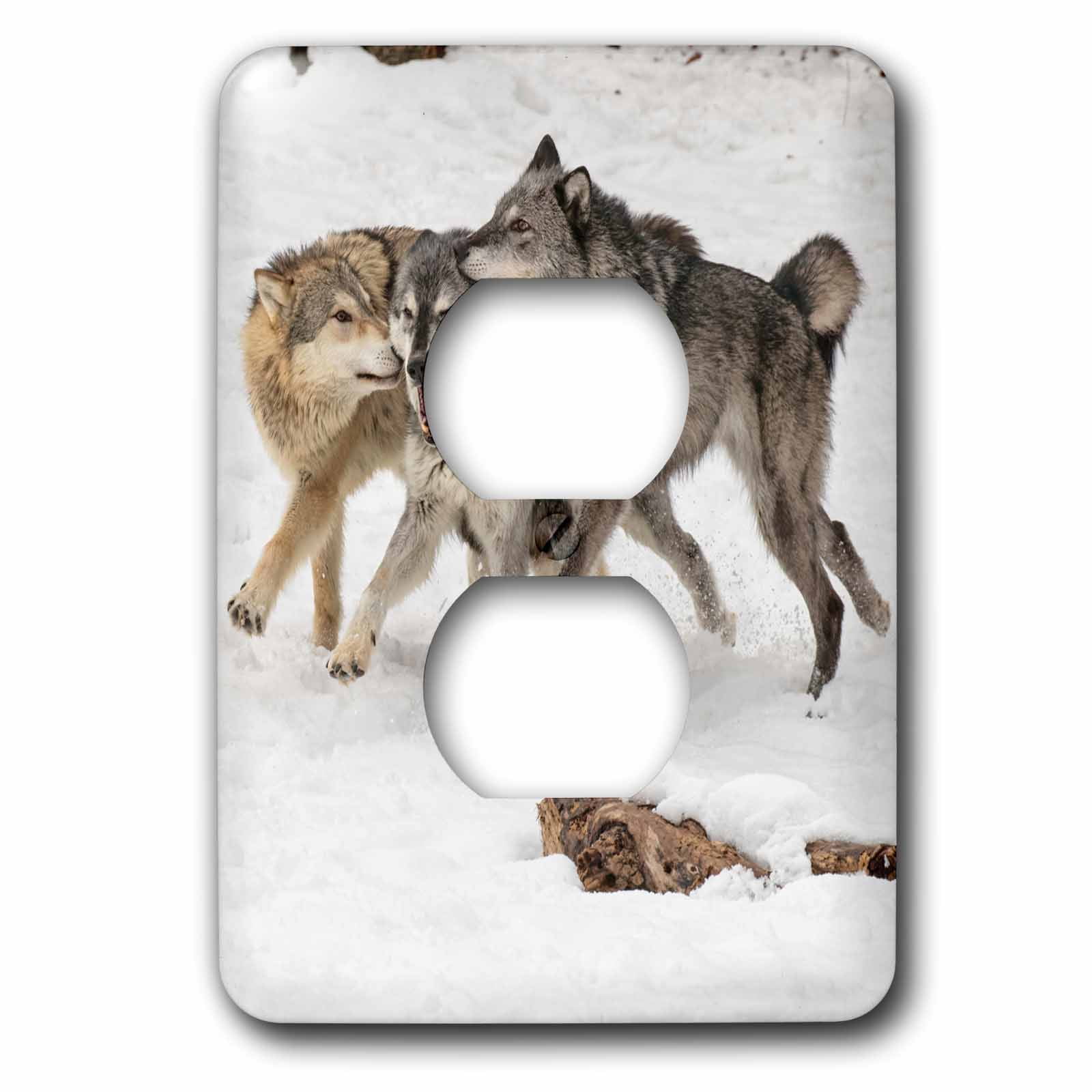 3dRose Gray Wolf pack behavior in winter, canis lupus, Montana - 2 Plug ...