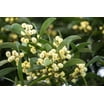 250 GOLDEN MARGUERITE DAISY Dyer's Yellow Chamomile Anthemis Tinctoria ...