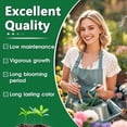 Hostas seeds - Great for any Landscape and Garden,Easy Planting ...