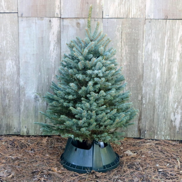 Real Christmas Trees in Christmas Trees by Type - Walmart.com