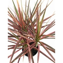 Colorama Madagascar Dragon Tree - Dracaena marginata - 2 Plants - 3 ...