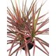 Colorama Madagascar Dragon Tree - Dracaena marginata - 2 Plants - 3 ...
