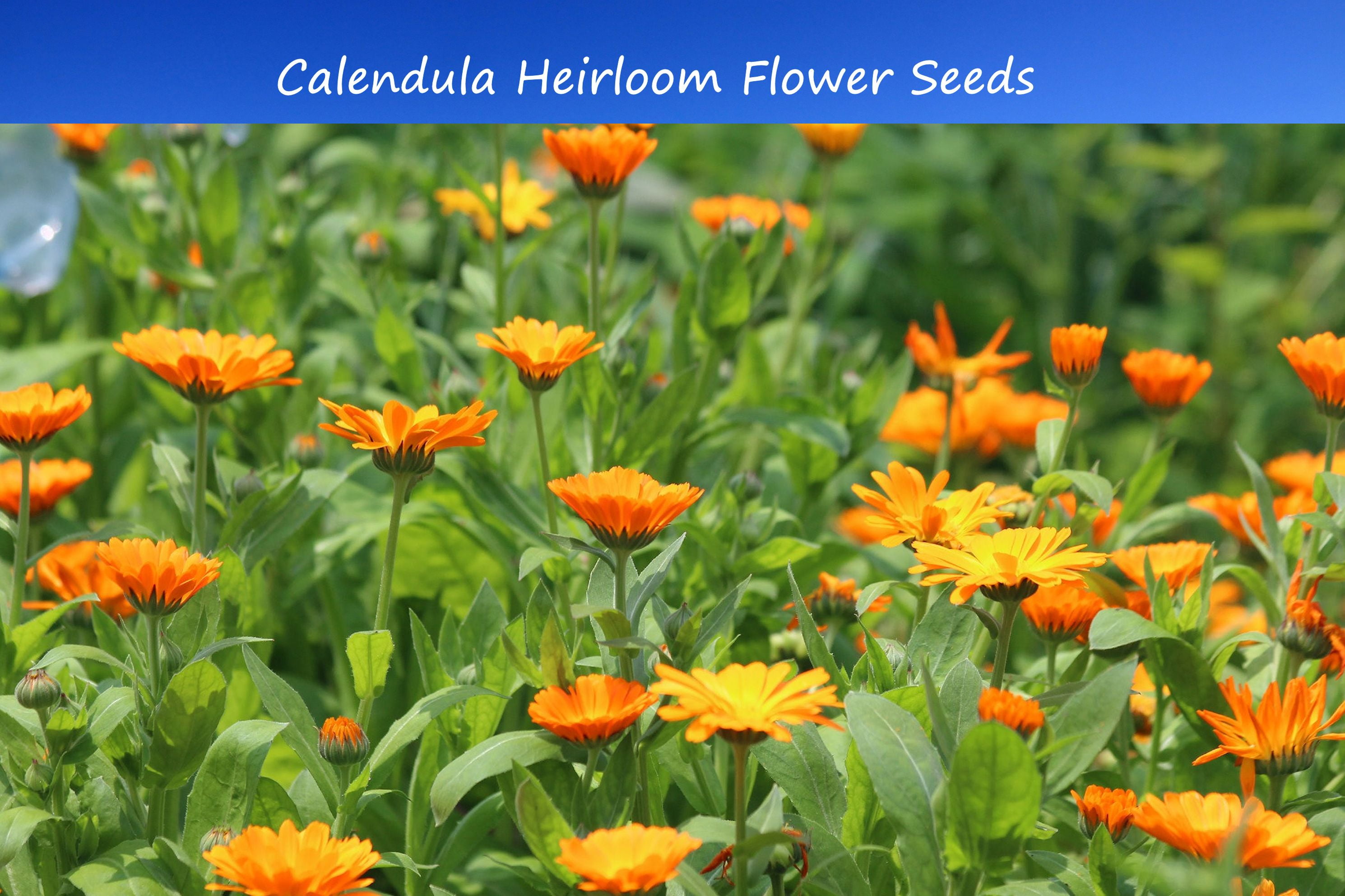 Flower SEEDS - Calendula 25 Seeds -Great potted Annual- Perennial ...