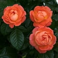 The Knock Out® Family of Roses 'The Orange Glow Knock Out® Rose' Live ...