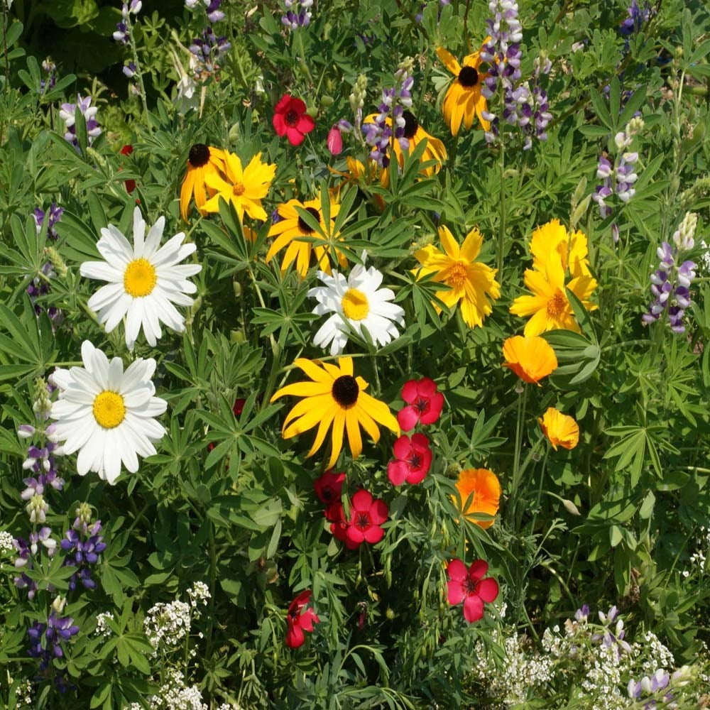 Click here for Outsidepride Northwest Wild Flower Seed Mix - 1/4... prices