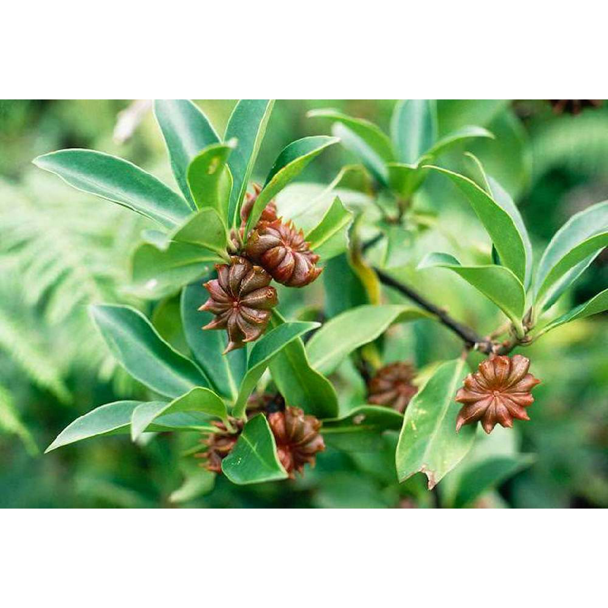 Star Anise Flower