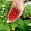 Raspberry Red Great Garden Fruit Bush By Seed Kingdom 30 Seeds ...