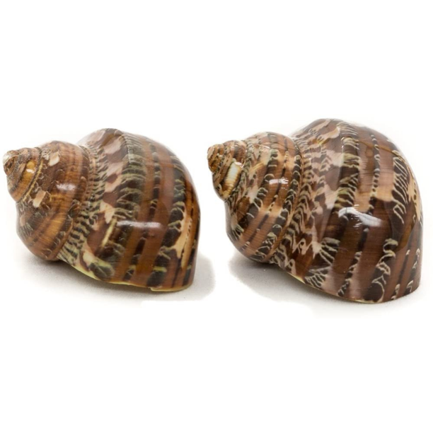 Hermit Crab Shells | 2 Turbo Shell 2"-2.5"| Brown Petholatus Polished ...