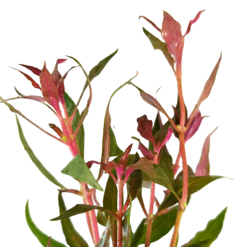 Scarlet Temple (Alternanthera Reineckii) Bunch Live Aquarium Plants ...