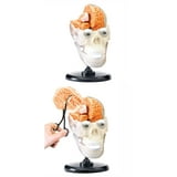 SmartLab The Amazing Squishy Brain - Walmart.com