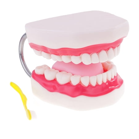Human Mouth Model School Teaching Tool Magnification 6x | Walmart Canada
