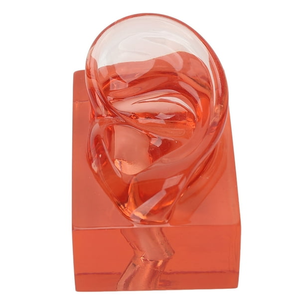 Acrylic Right Ear Model,Right Ear Model Transparent Transparent Ear ...