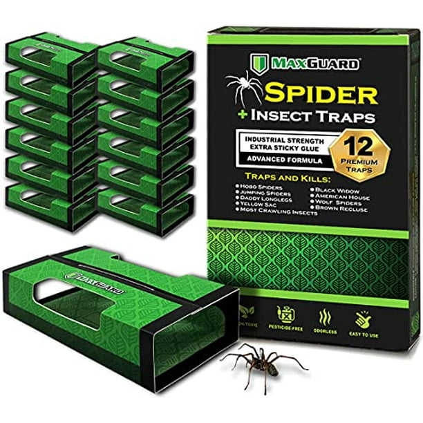 MaxGuard Spider Insect Traps 12 Pcs Box Trap Non Toxic Extra Sticky Glue Traps Trap And maxguard-spider-insect-traps-12-pcs-box-trap-non-toxic-extra-sticky-glue-traps-trap-and