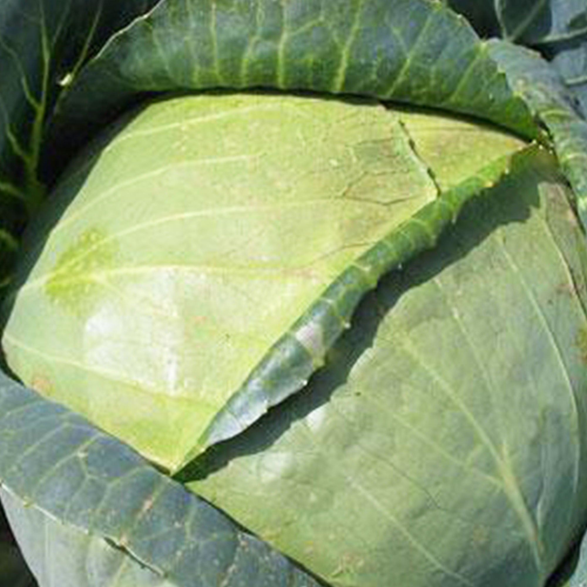 Organic All Seasons Cabbage - 500 mg ~110 Seeds - Organic, Heirloom ...