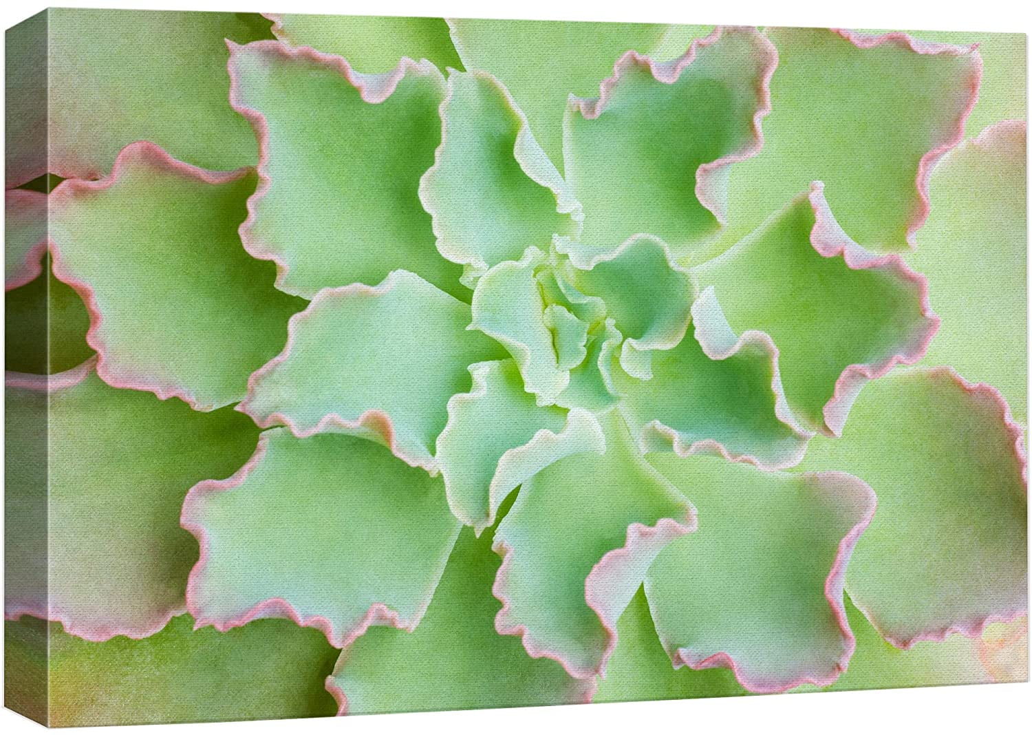 wall26 Canvas Print Wall Art Green Red Crassula Ripple Desert Cactus ...