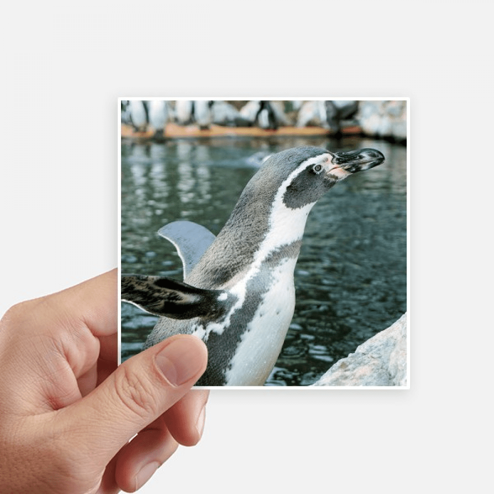 Nature Antarctic Penguin Science Picture Sticker Square Waterproof ...