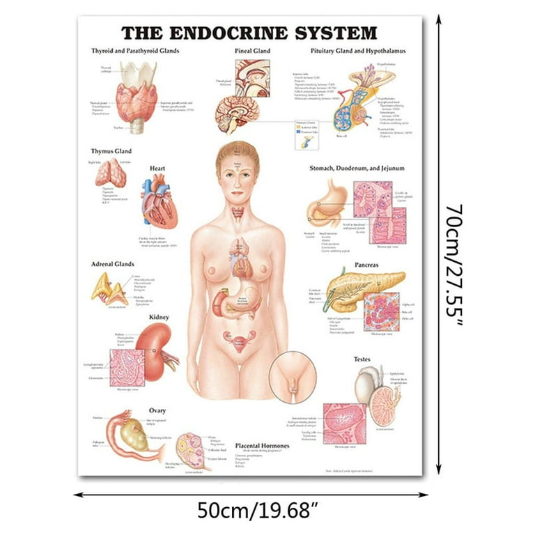 Periodic Table Poster 4 Pack Laminated Anatomy Posters - Muscular ...