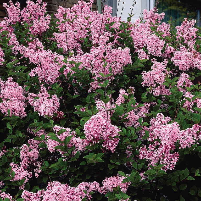 Josee Lilac