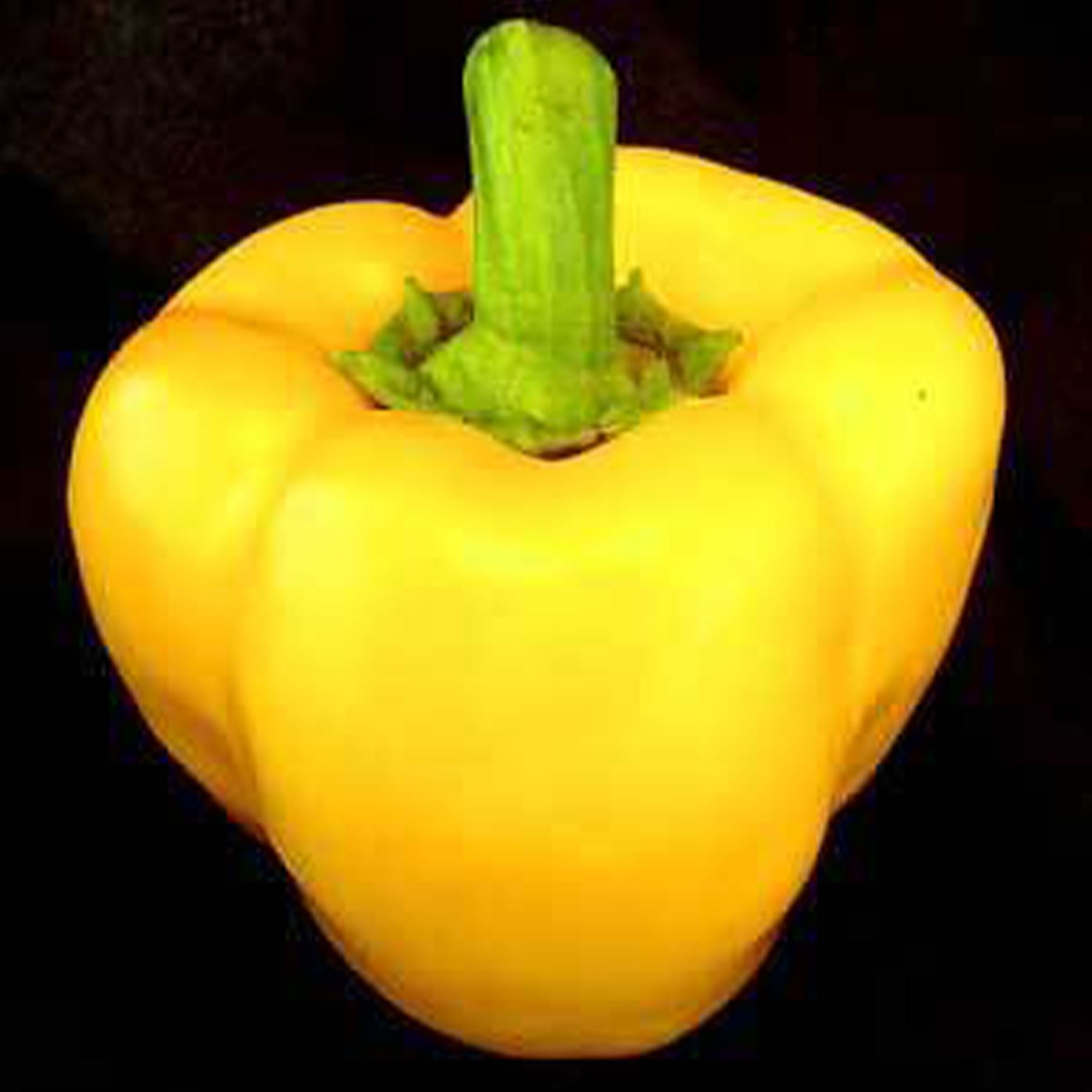 Sunbright Yellow Bell Pepper - 250 mg ~30 Seeds - Heirloom, Open ...