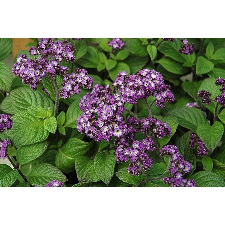 Heliotrope Plant