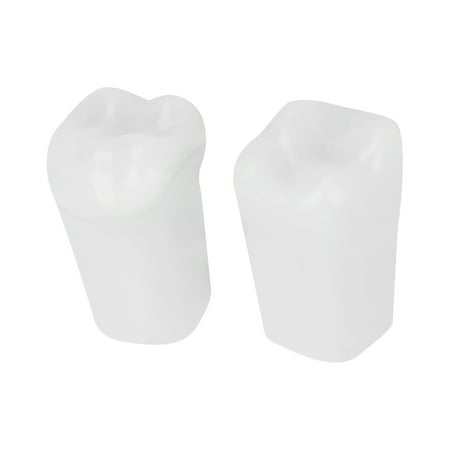 Tooth Model, Tooth Model Demonstration Tooth Model Practical Convenient ...