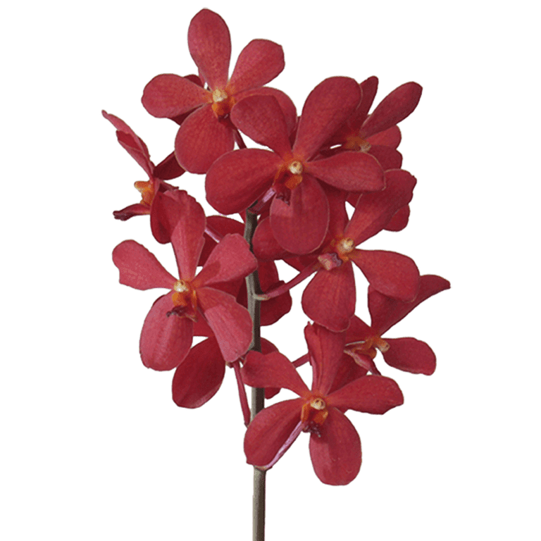 Red Orchids Flowers