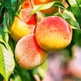 Belle of Georgia Peach Tree, Cold Hardy, Deciduous, Self-Pollinator, 1 ...