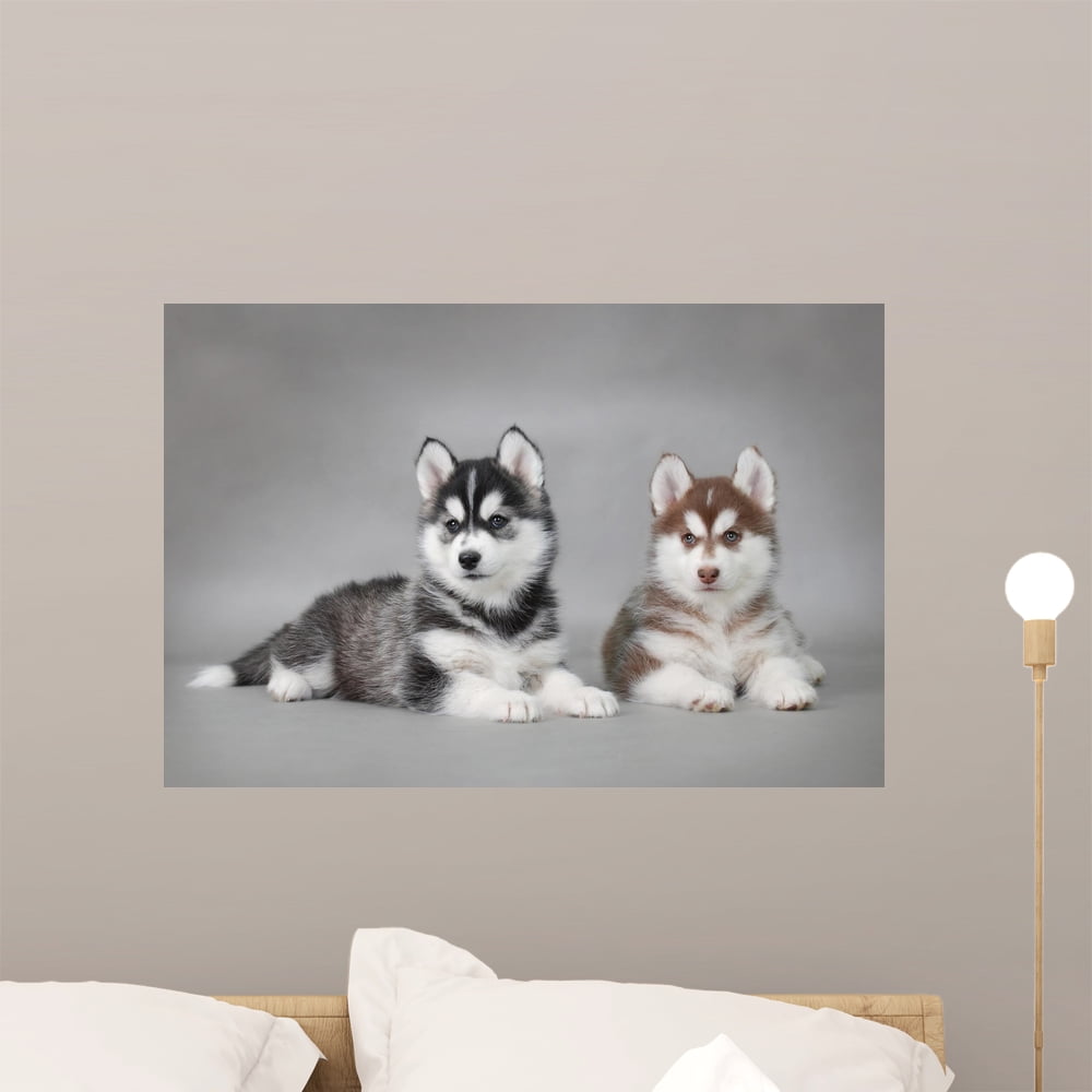 Siberian Husky Dog Puppies Wall Mural by Wallmonkeys Peel and Stick ...