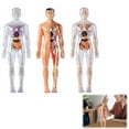Clear Human Body Structure Model,DIY Assembled Human Torso Organ Model ...
