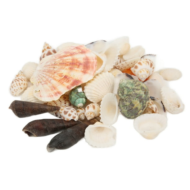 Fish Decoration Shells, Beautiful Assortment Tiny Miniature Beach ...