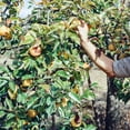 4-5 ft Flordahome Pear Tree - Low Chill Hours - Sweet Fruit - Walmart.com