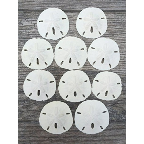 Sand Dollar | Real Sand Dollars 3"-3 1/2" (Set of 10) | Sand Dollar ...