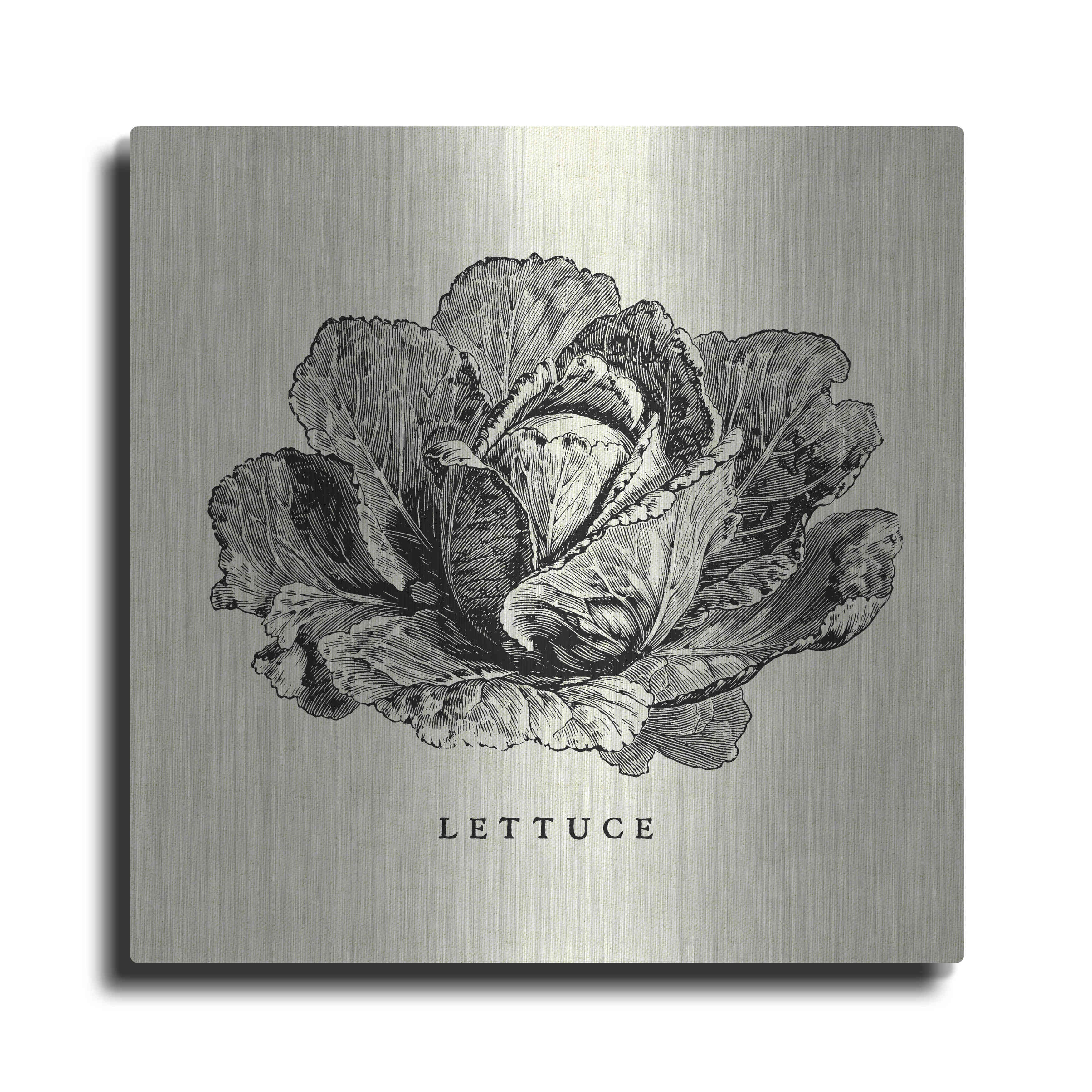 Luxe Metal Art 'Linen Vegetable BW Sketch Lettuce' by Studio Mousseau ...