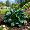Midnight Blue Hostas-Luxury Gift Stakes- Easy-to-Grow Perennial ...
