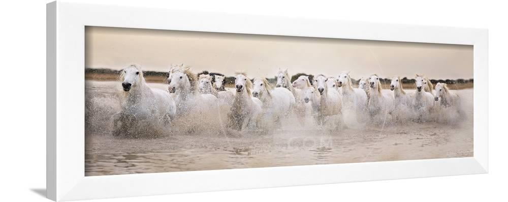 White Horses of the Camargue Galloping Through Water at Sunset, Animals ...