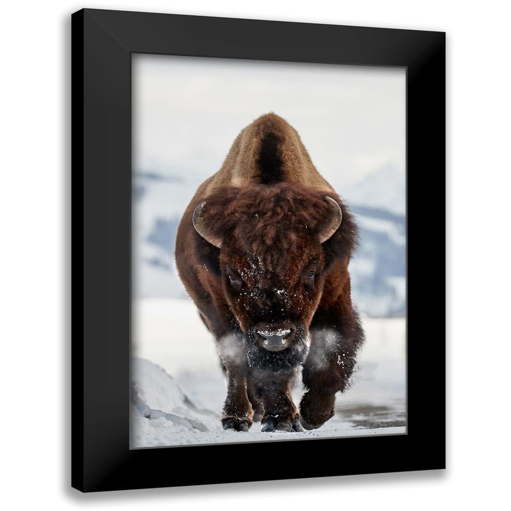Hudson, Peter 17x24 Black Modern Framed Museum Art Print Titled - Bison ...