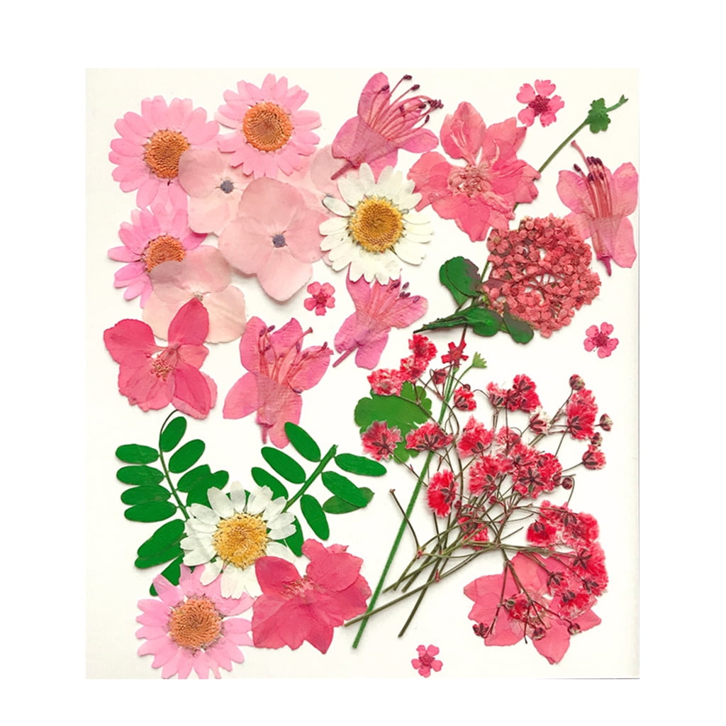 A mix of 28 pieces of real pressed flowers dried leaves and pressed ...