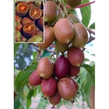 Wellspring Gardens Issai Kiwi Live Plant - Self-Fertile Actinidia ...