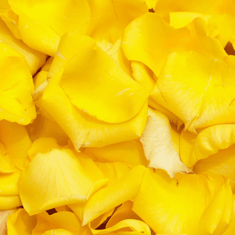 Yellow Rose Petal Background
