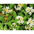 Japanese Cheesewood Tree Seeds for Planting (30 Seeds) - Pittosporum ...